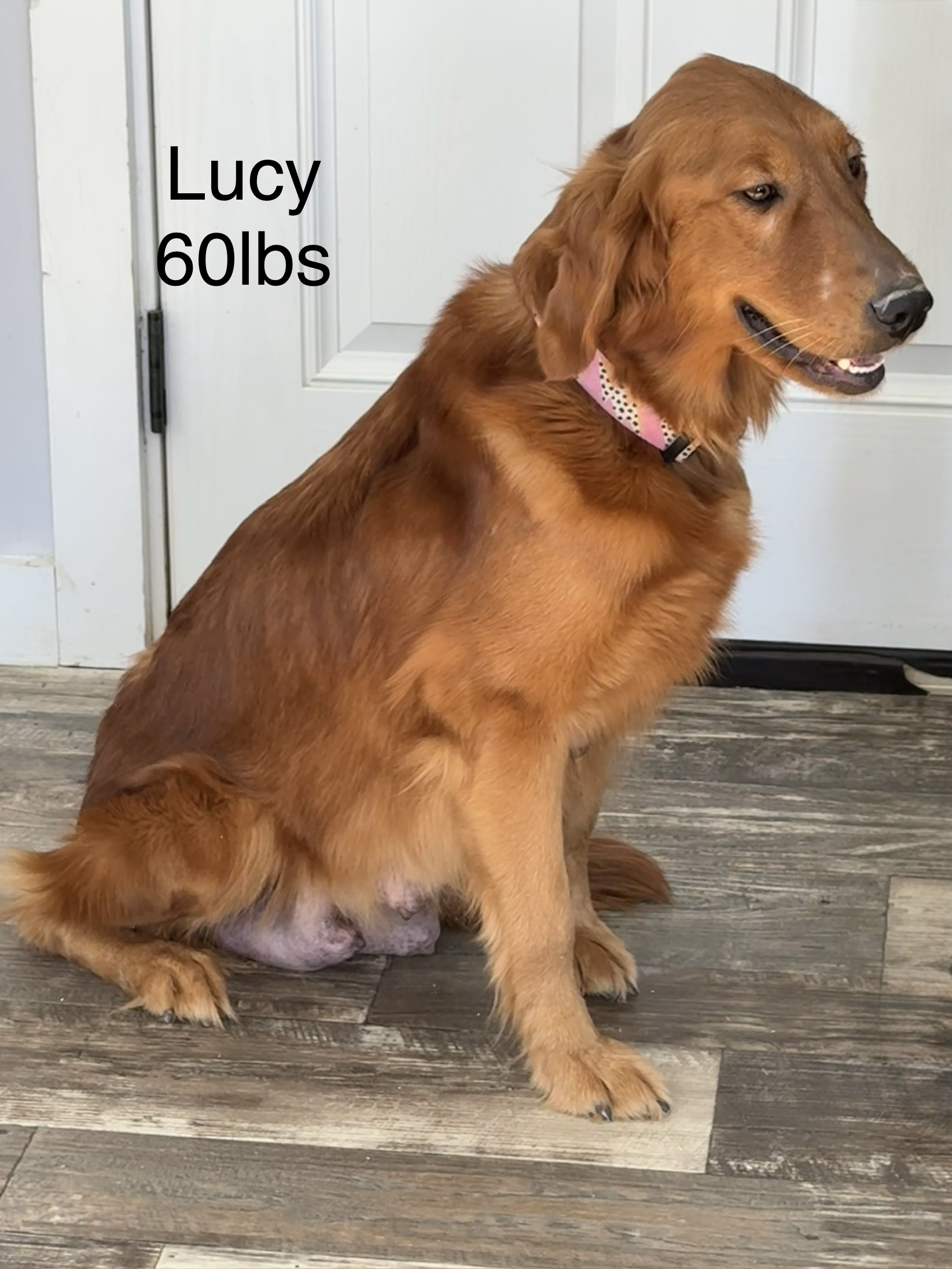 Lucy - Blissful Paws